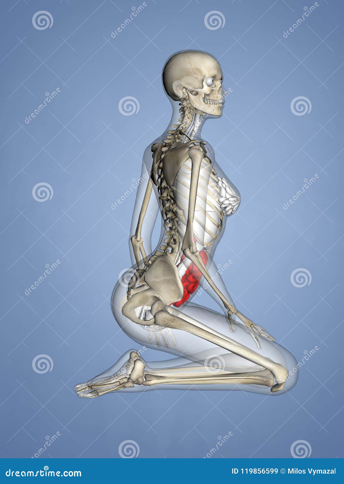 Small Intestine, Female Skeleton, 3D Human Model Stock Illustration ...
