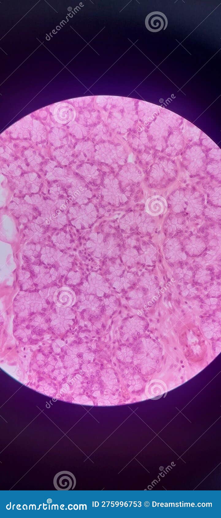 Small Intestine Histology Microscope Stock Image - Image of histology ...