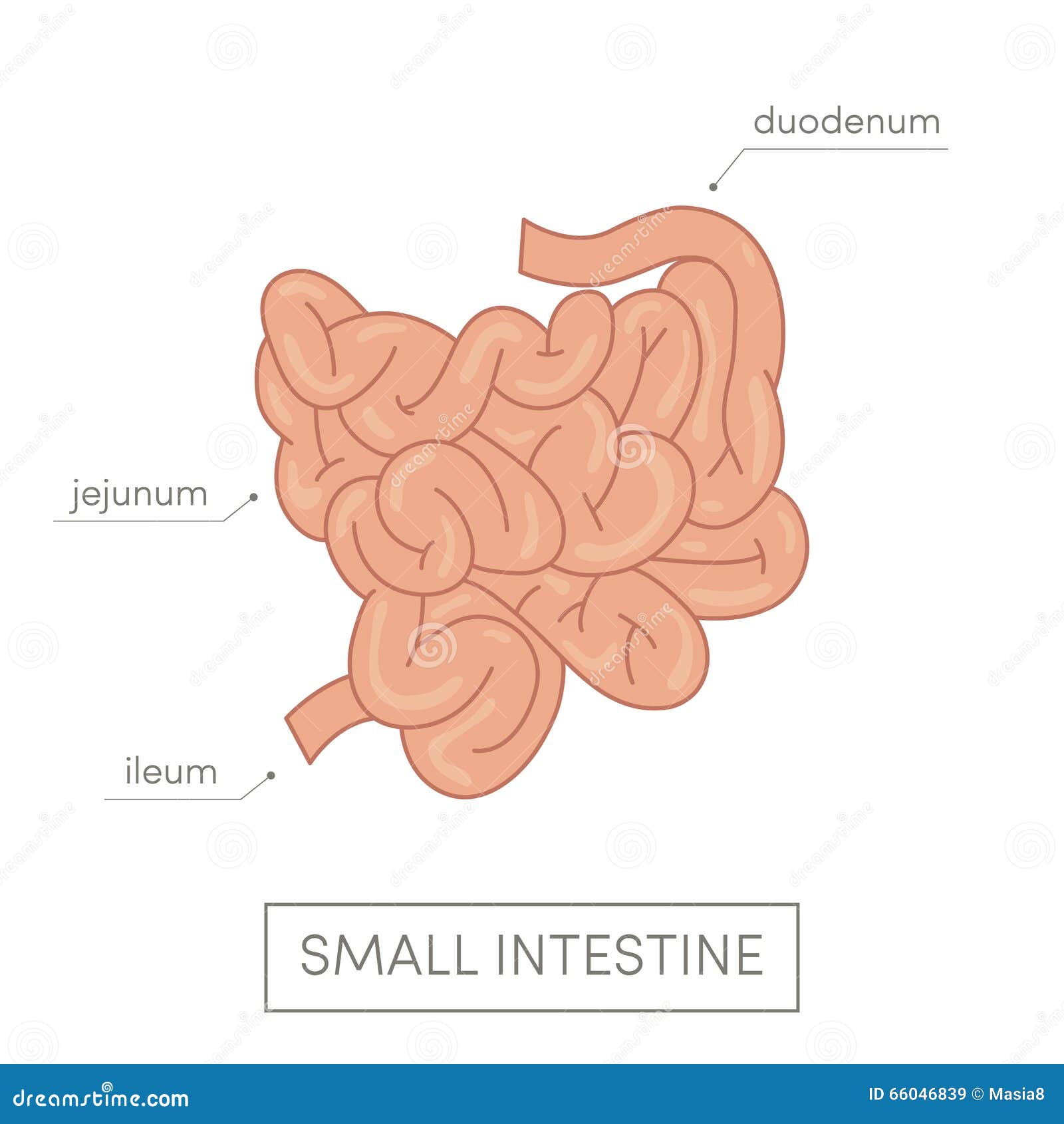 Small Intestine Stock Illustration Illustration Of Anatomical 66046839