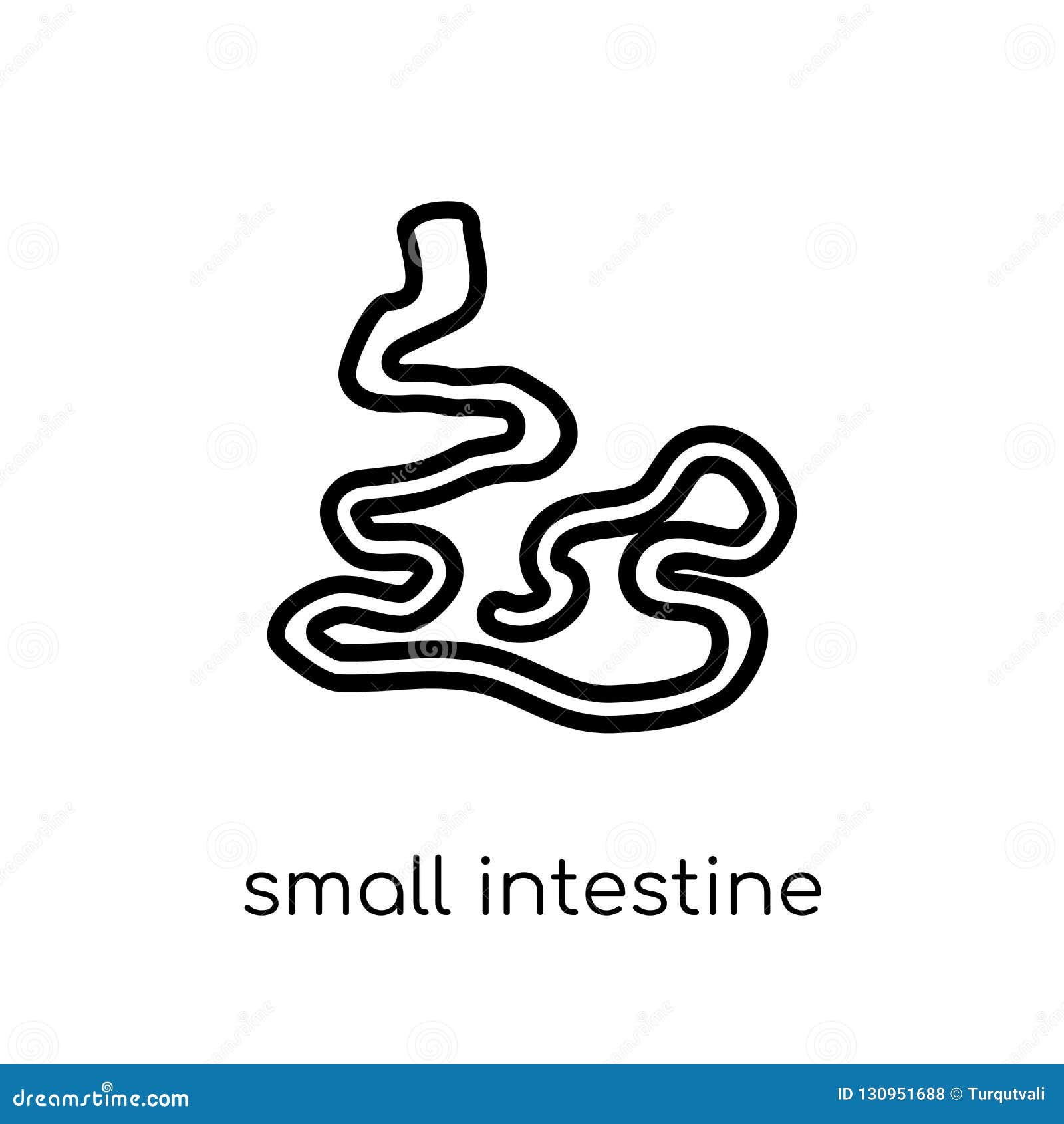 Small Intestine Icon. Trendy Modern Flat Linear Vector Small Int Stock ...