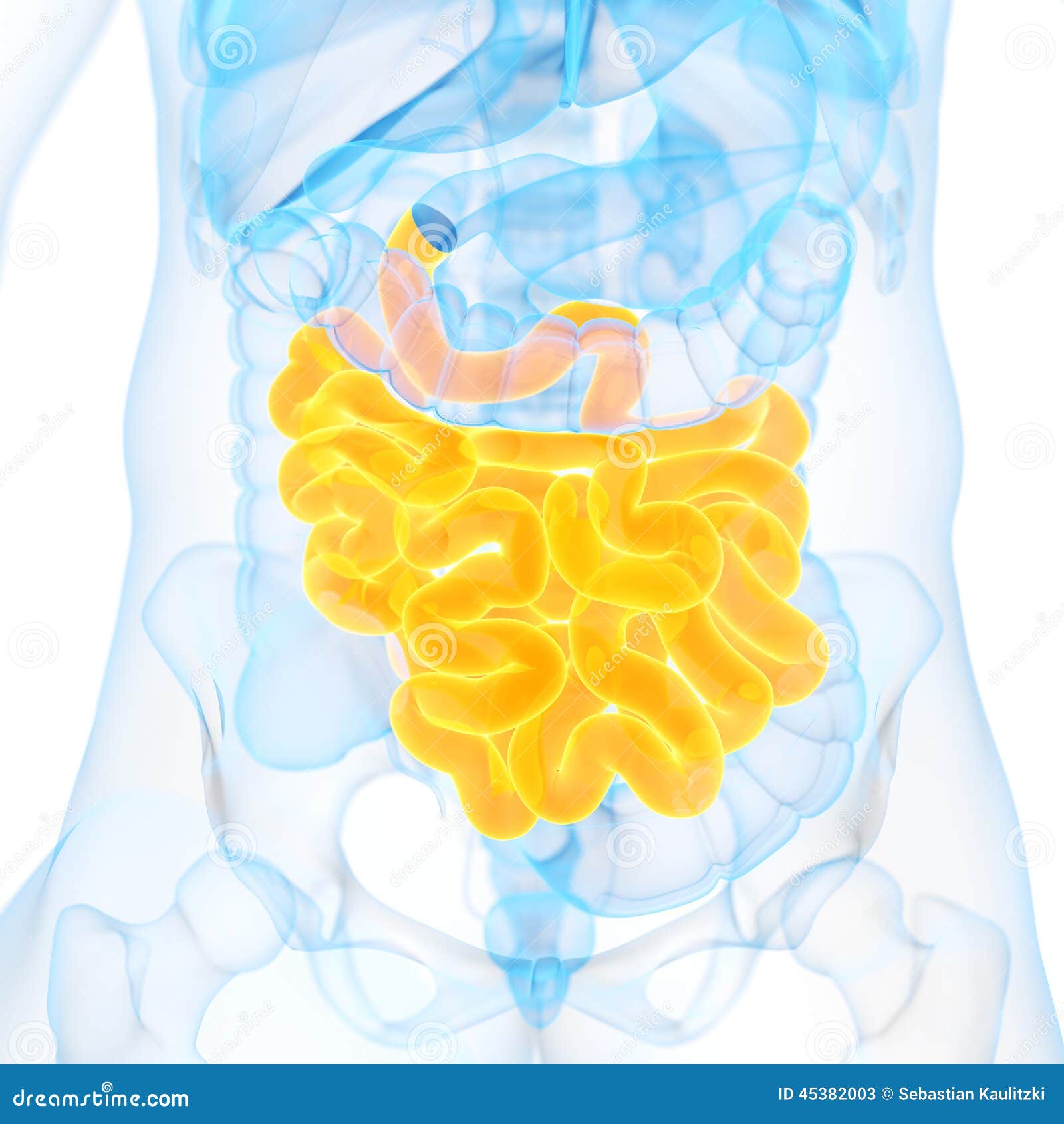 Small Intestine Zoom With Anatomy Anterior View Royalty-Free Stock ...
