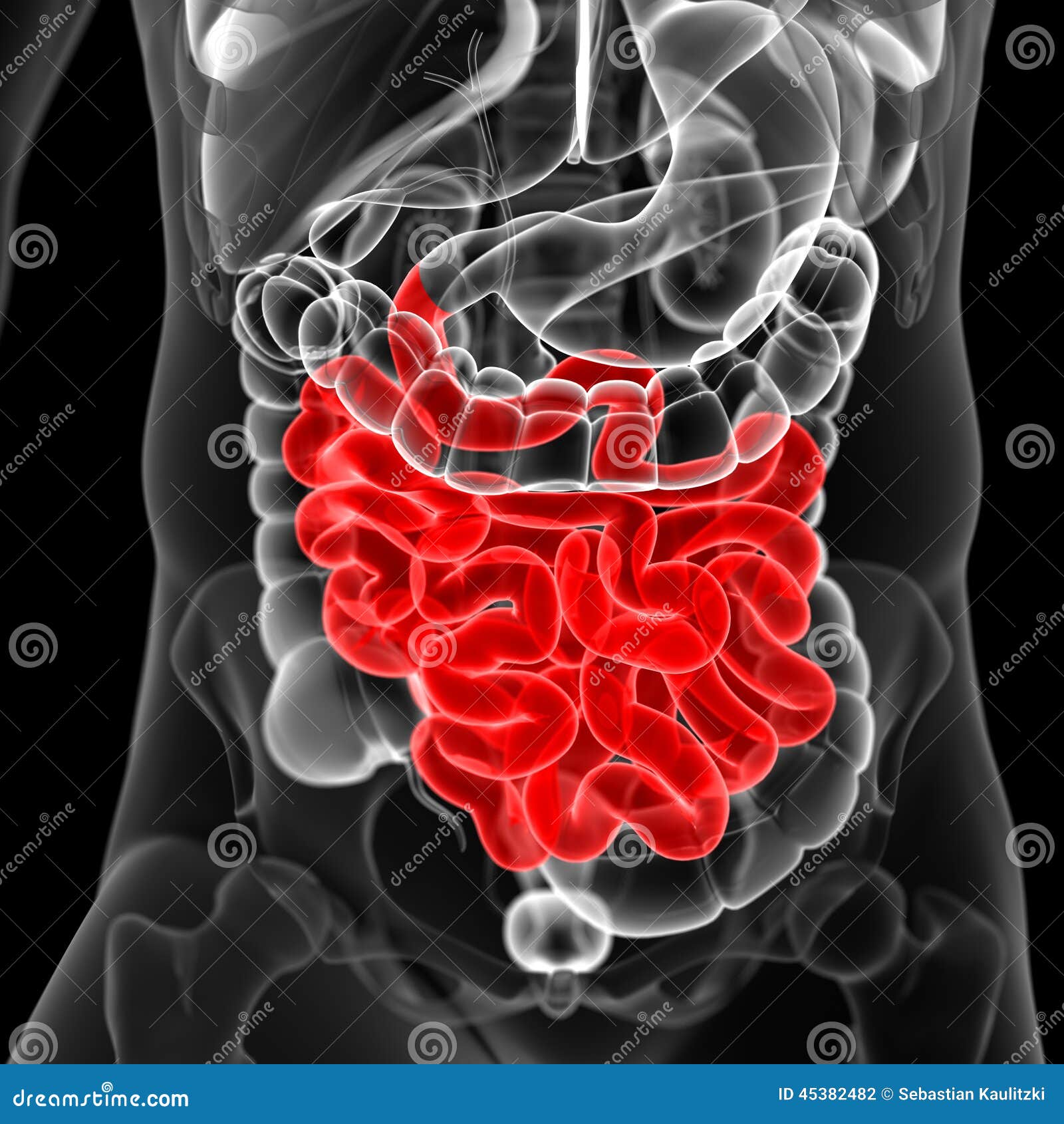 The small intestine stock illustration. Illustration of healthy - 45382482