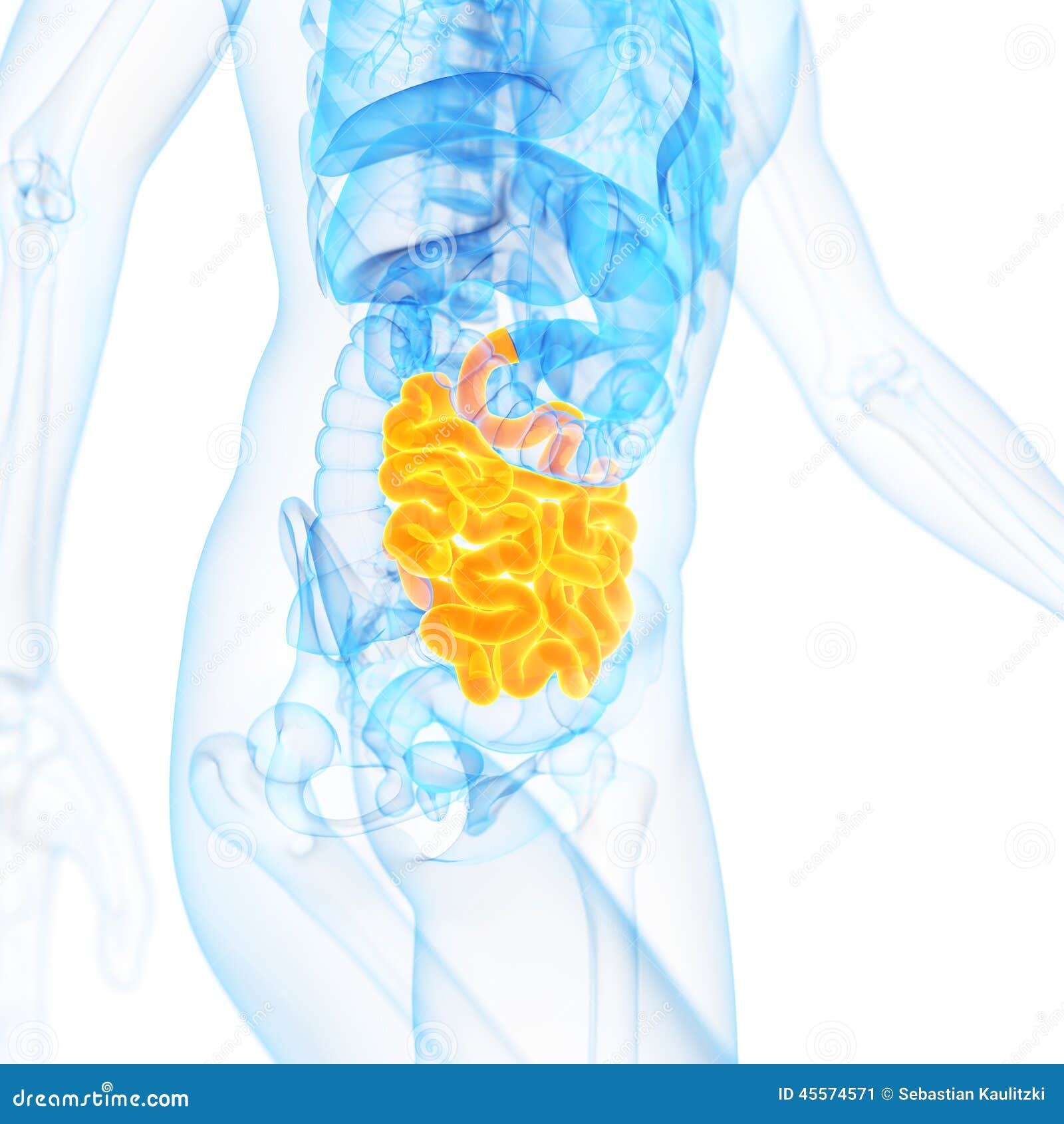 The small intestine stock illustration. Illustration of medical - 45574571