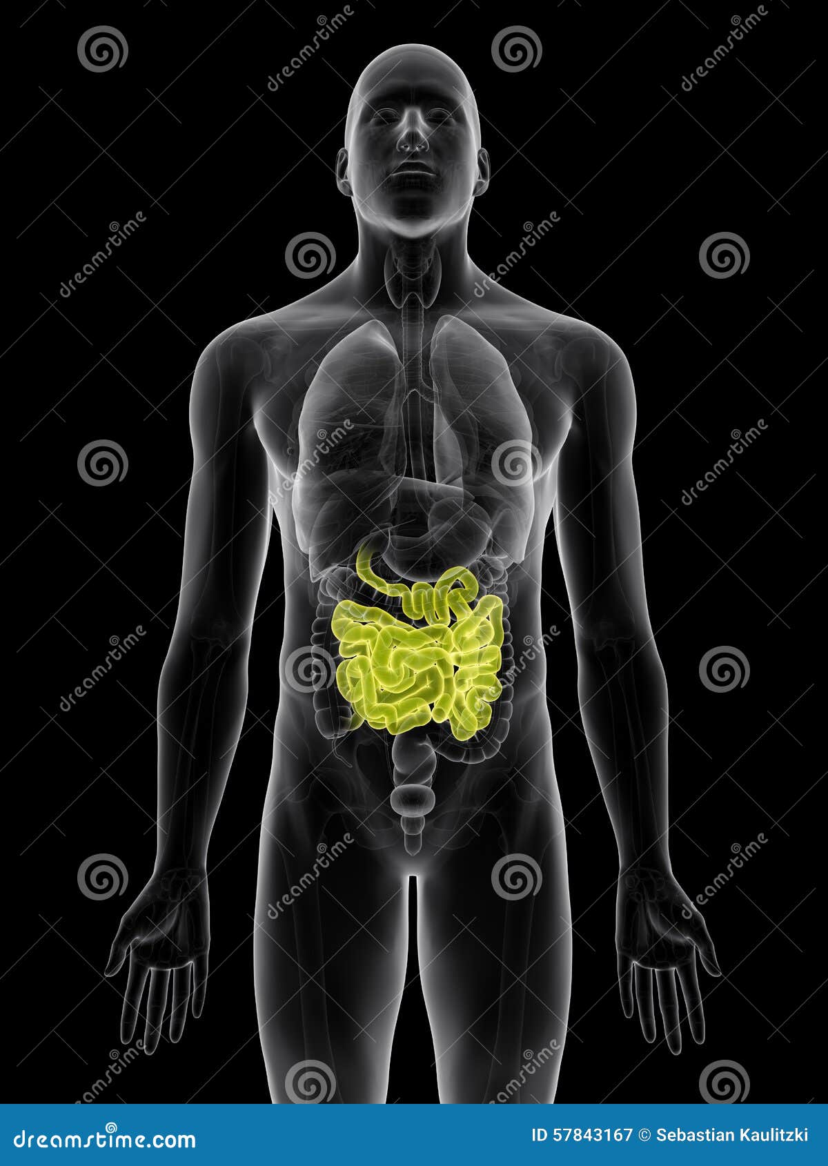The small intestine stock illustration. Illustration of graphic - 57843167