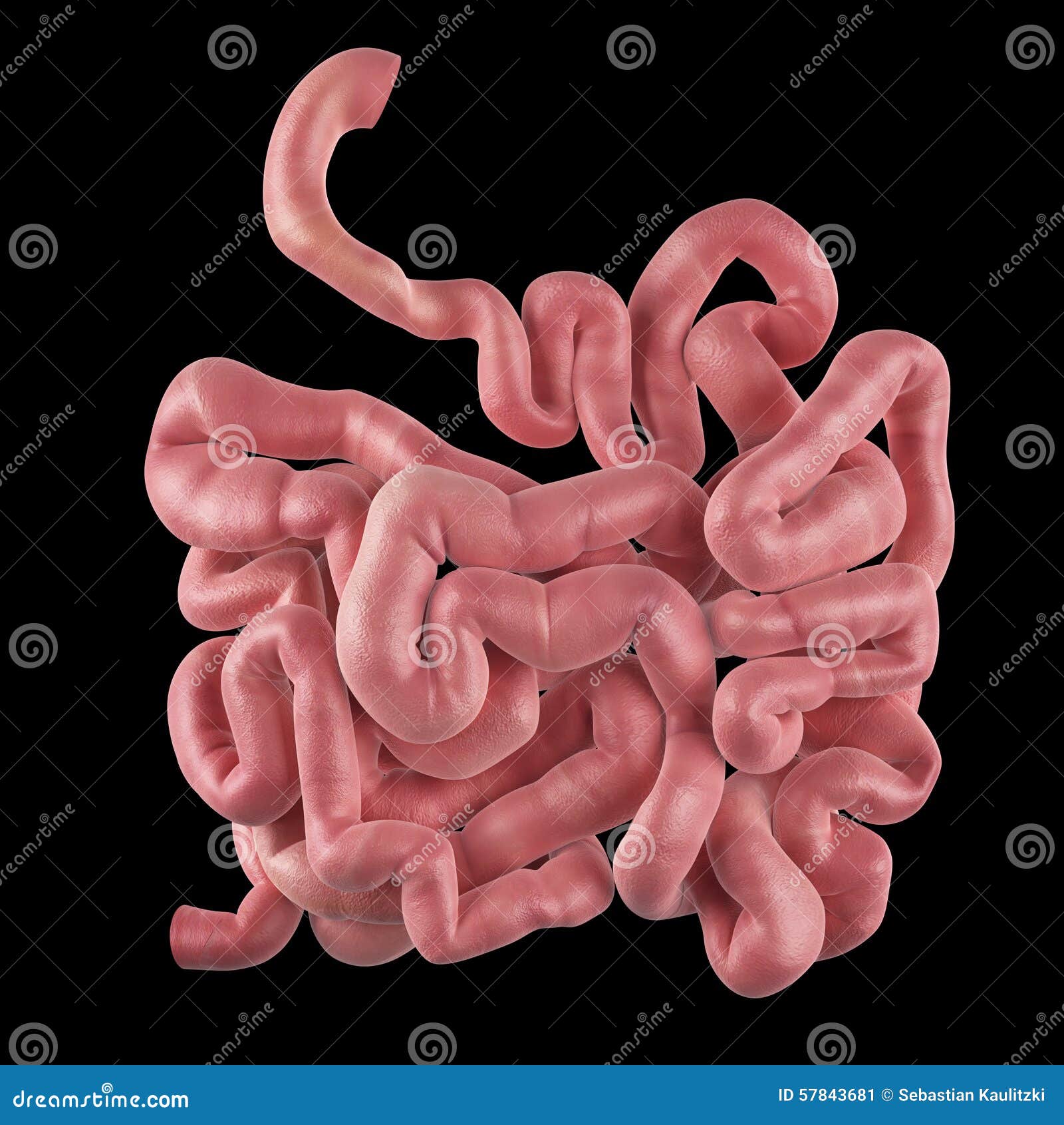 Real Human Large Intestine