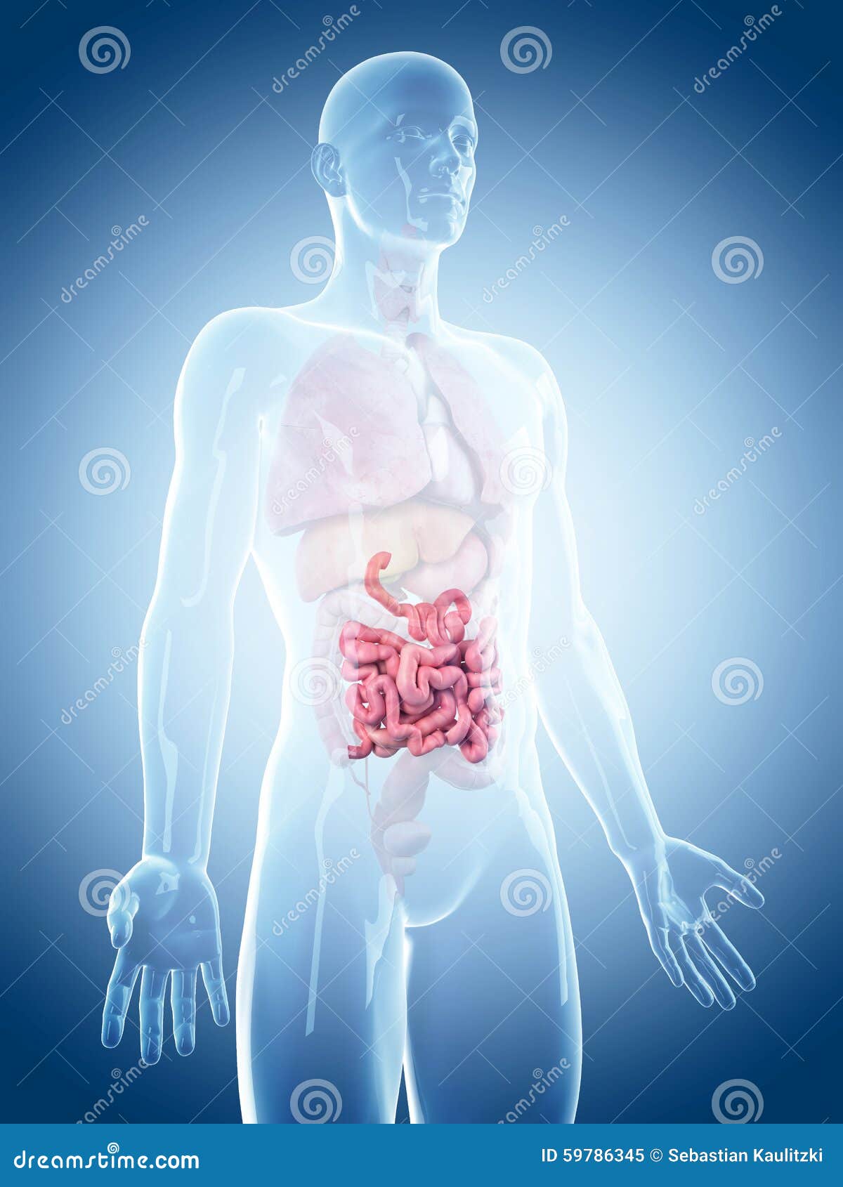 The small intestine stock illustration. Illustration of graphic - 59786345