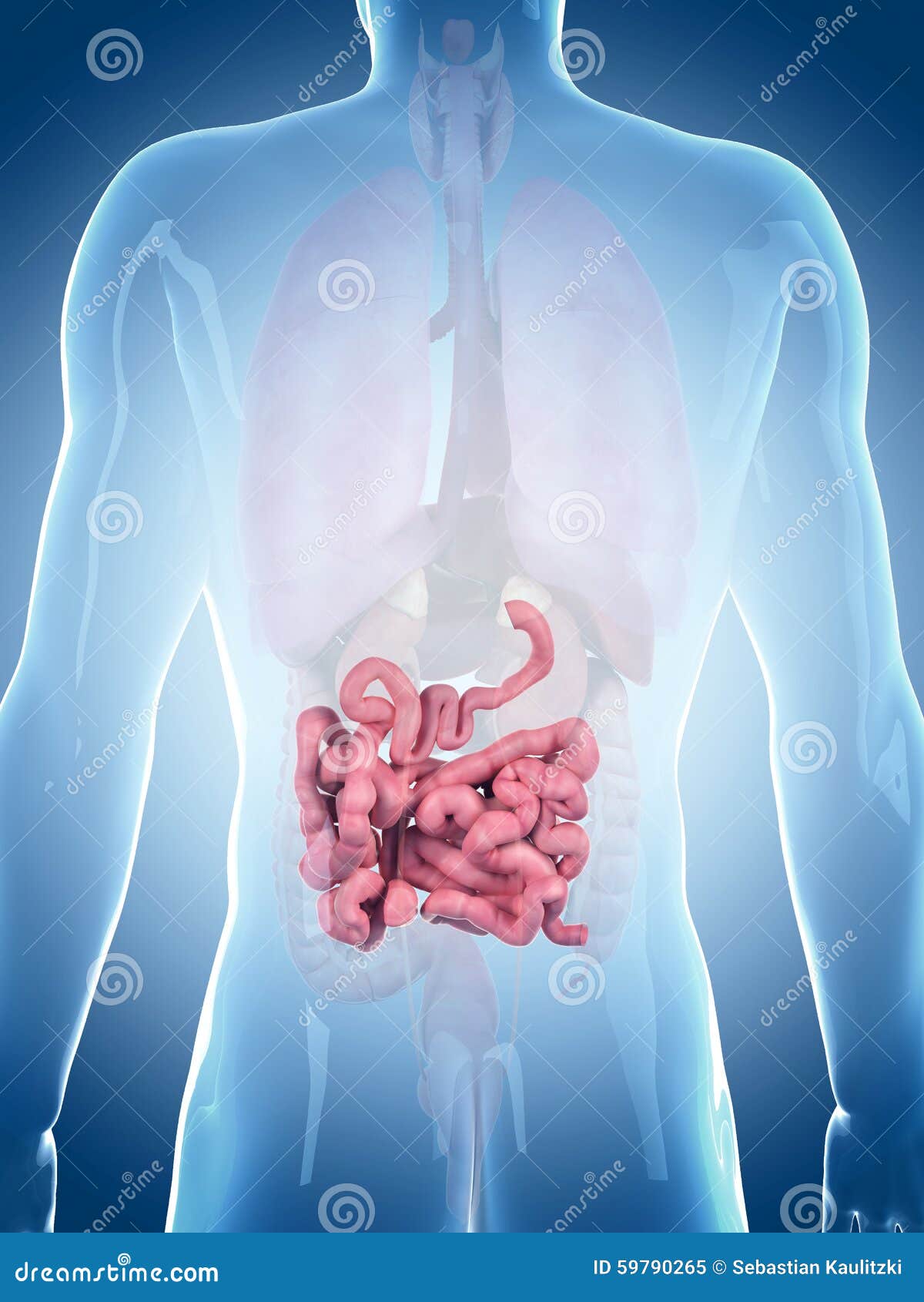 The small intestine stock illustration. Illustration of glass - 59790265