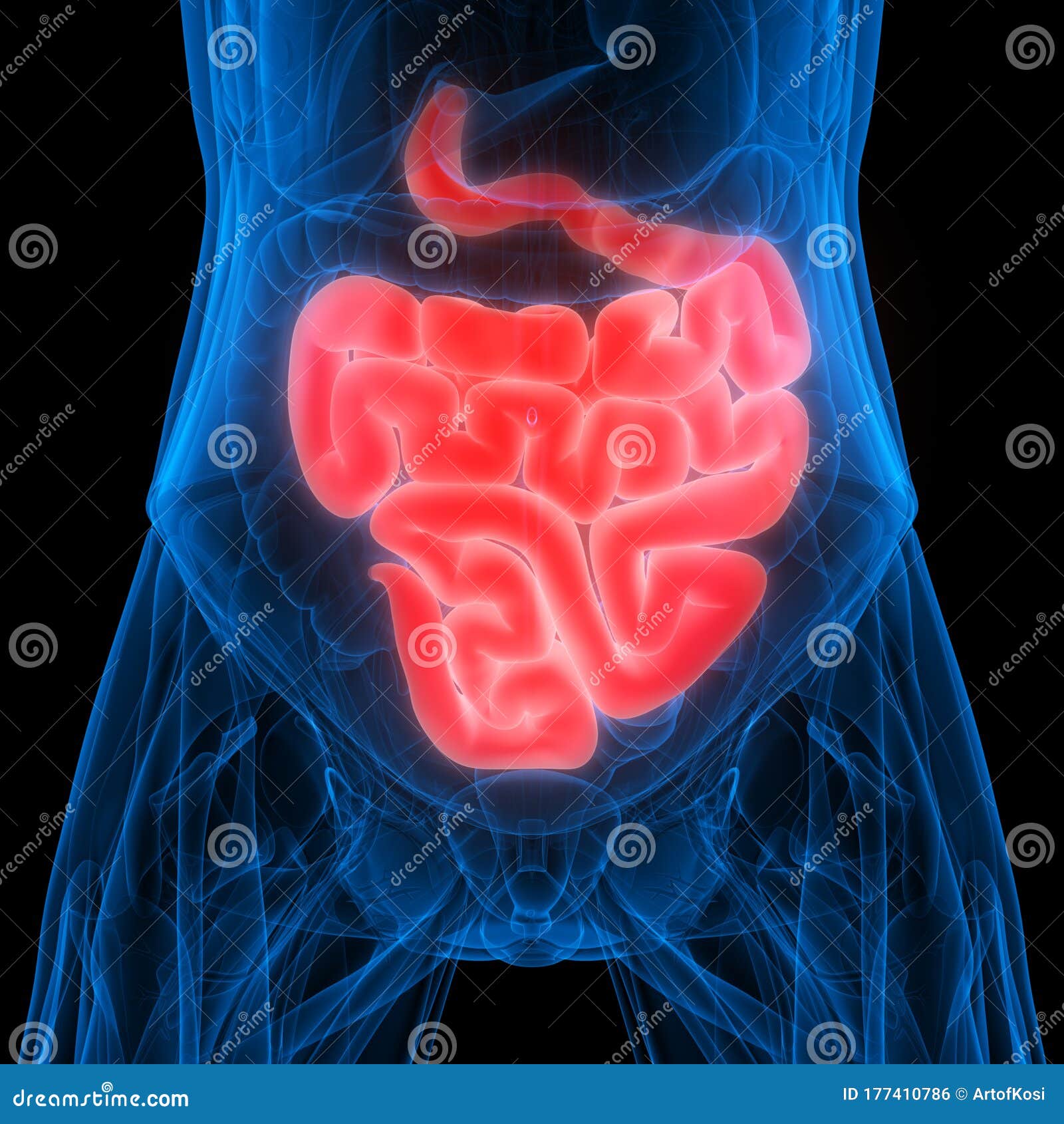 Small Intestine a Part of Human Digestive System Anatomy 3d Rendering ...