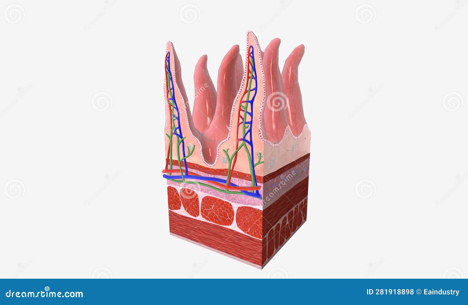 The Small Intestine Tissue Detail Stock Illustration - Illustration of ...