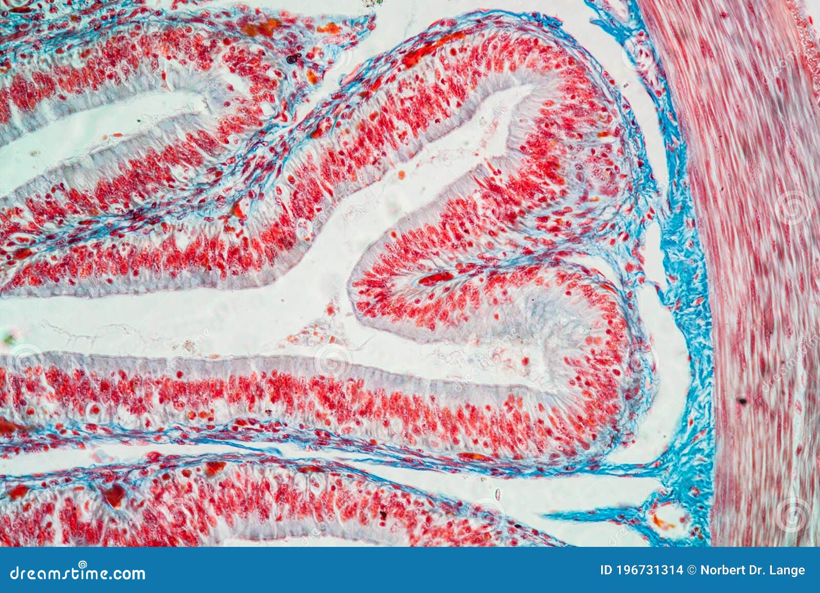 Small intestine tissue stock photo. Image of tissue - 196731314