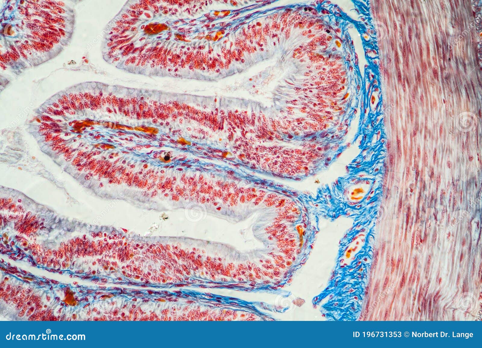Small intestine tissue stock image. Image of tissue - 196731353