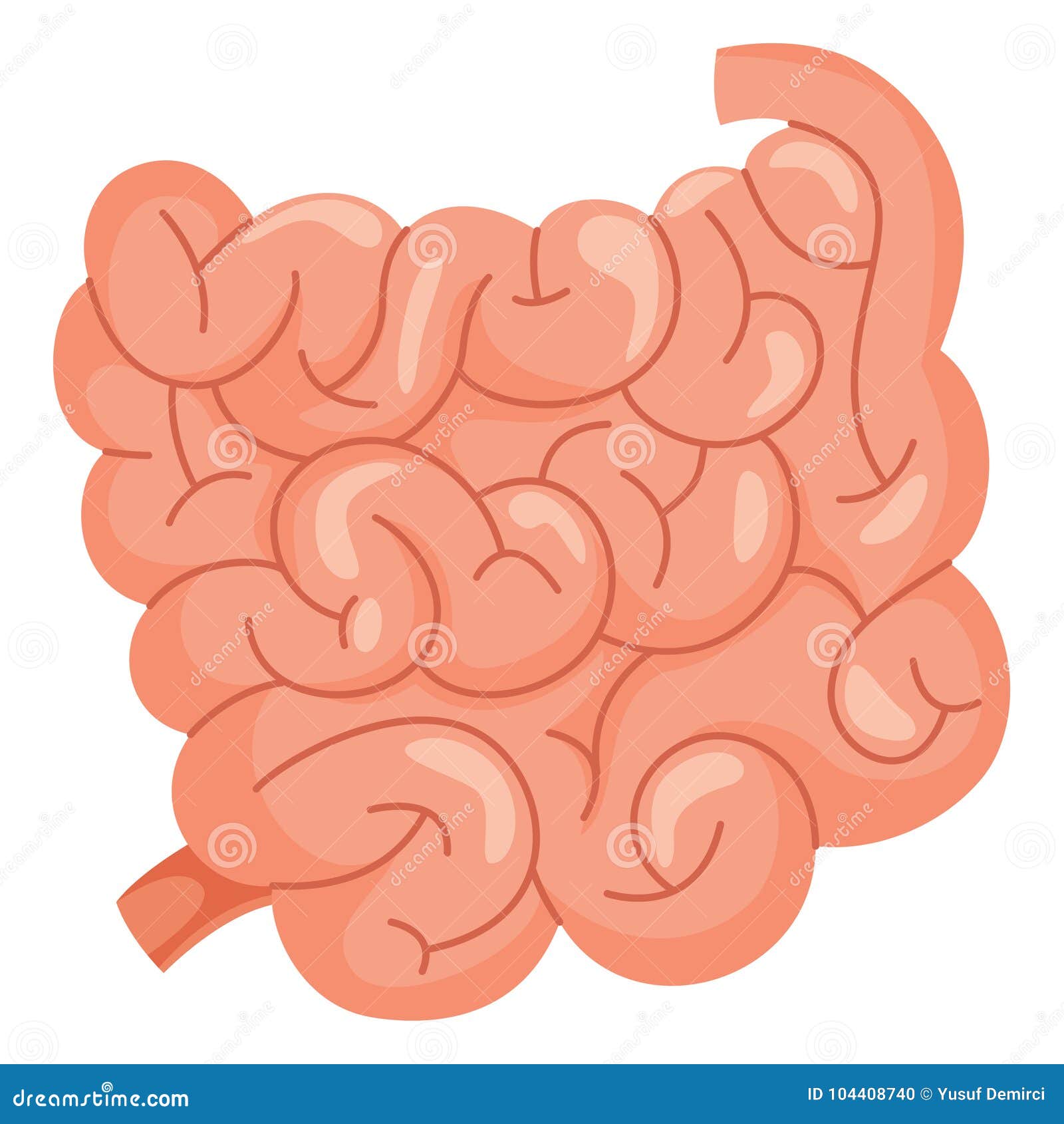 Small Intestine Vector Illustration Stock Vector - Illustration of body ...