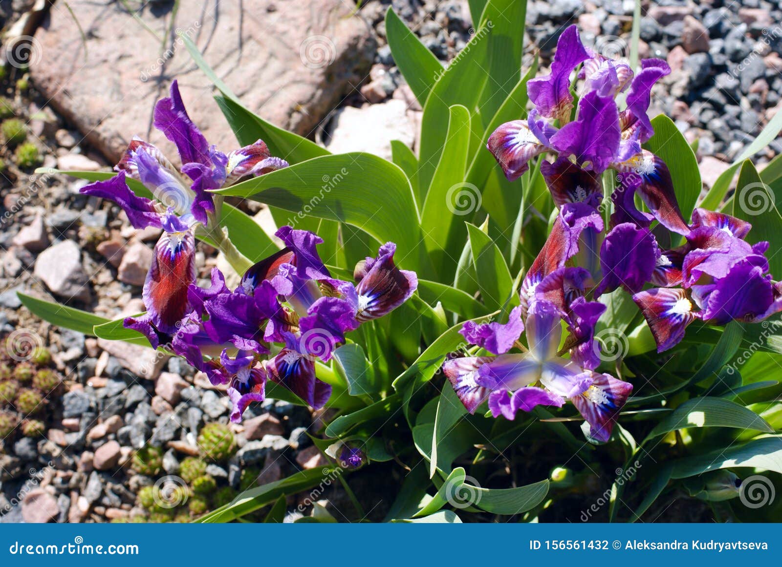 Small Iris Blue with Purple Flowers Stock Photo - Image of garden ...