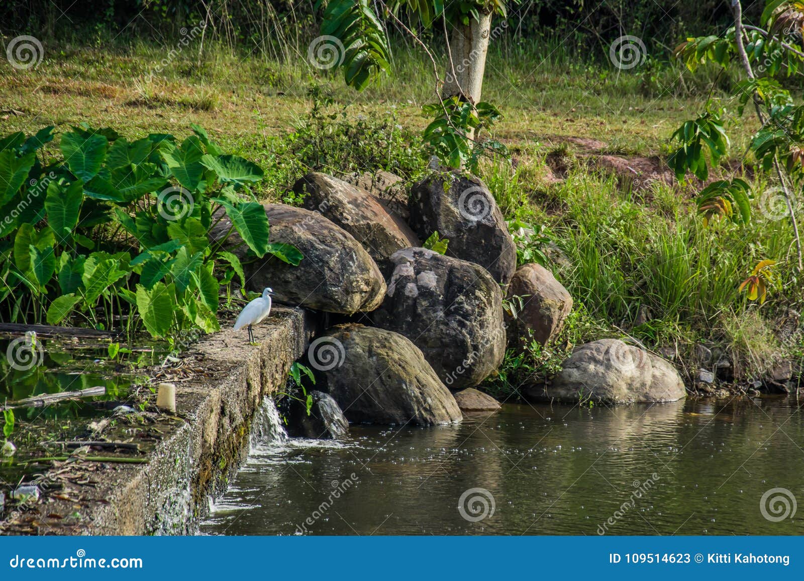Small Irrigation Dam with Water Flowing Stock Image - Image of rapids ...