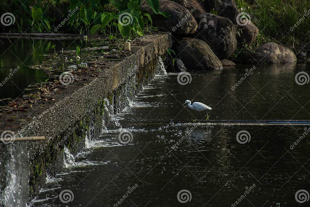 Small Irrigation Dam with Water Flowing Stock Photo - Image of nature ...