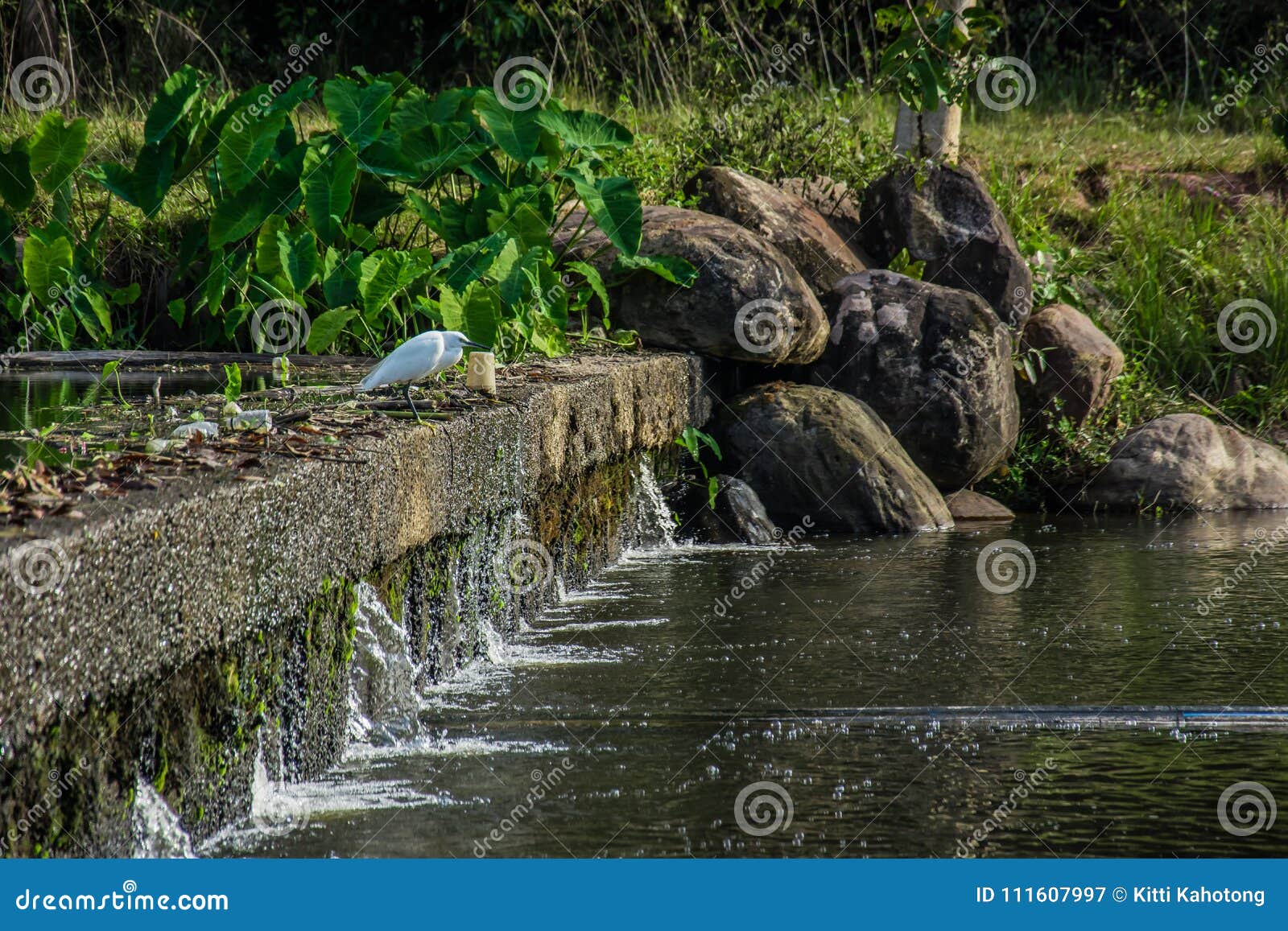 Small Irrigation Dam with Water Flowing Stock Image - Image of ...