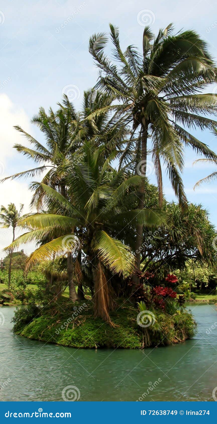 Small Island Coconut Palm Trees Stock Photos - 277 Images