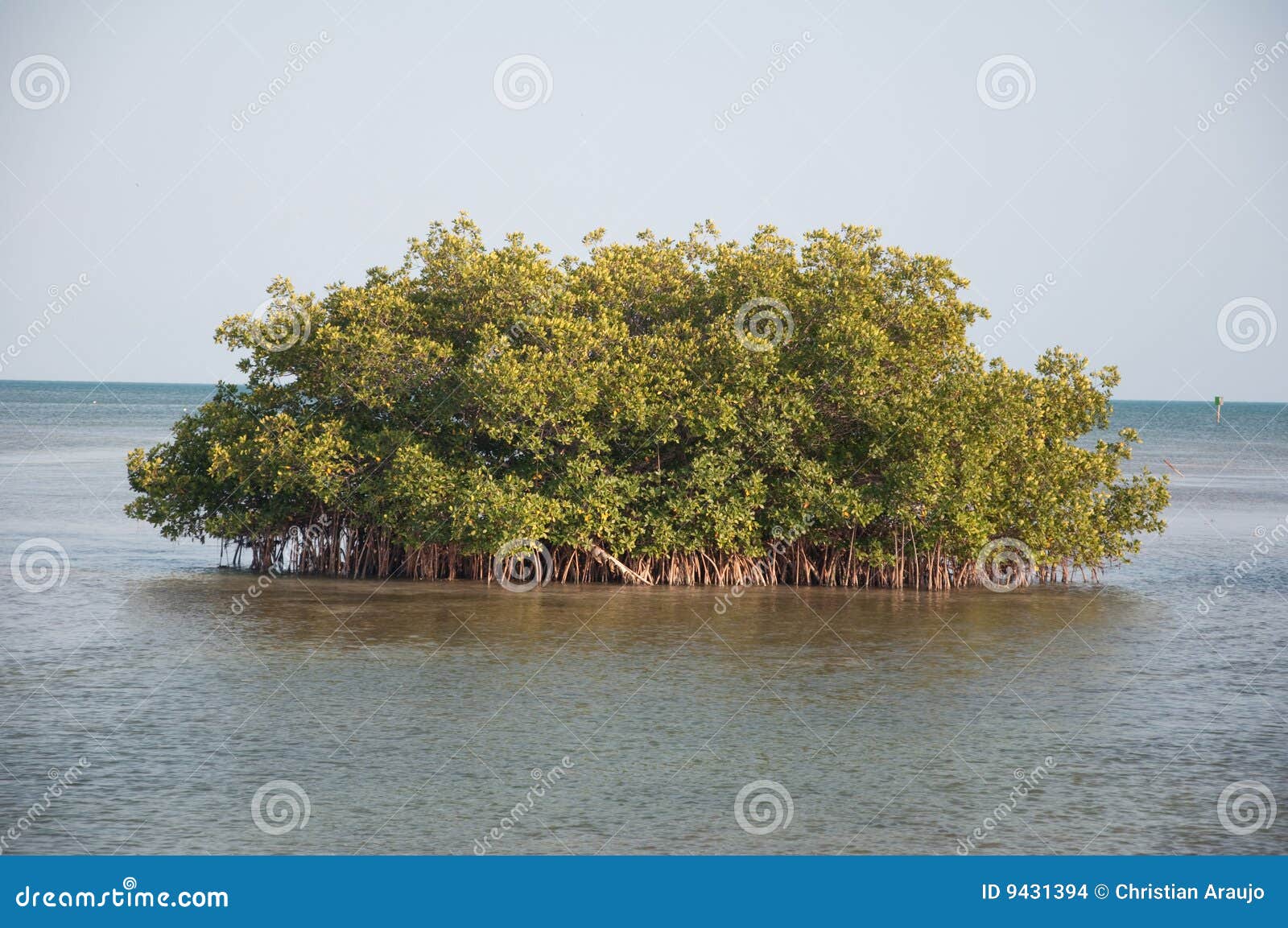 Small island of trees stock photo. Image of clump, flora - 9431394