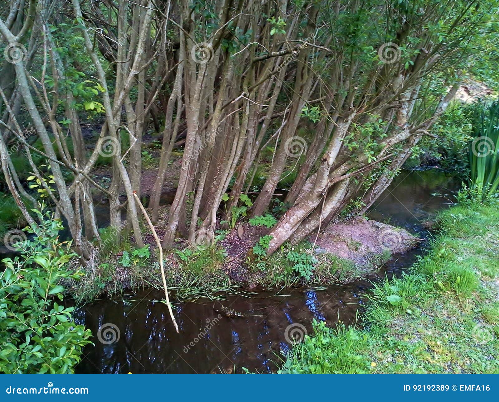 Small Island in the Woods stock image. Image of woods - 92192389