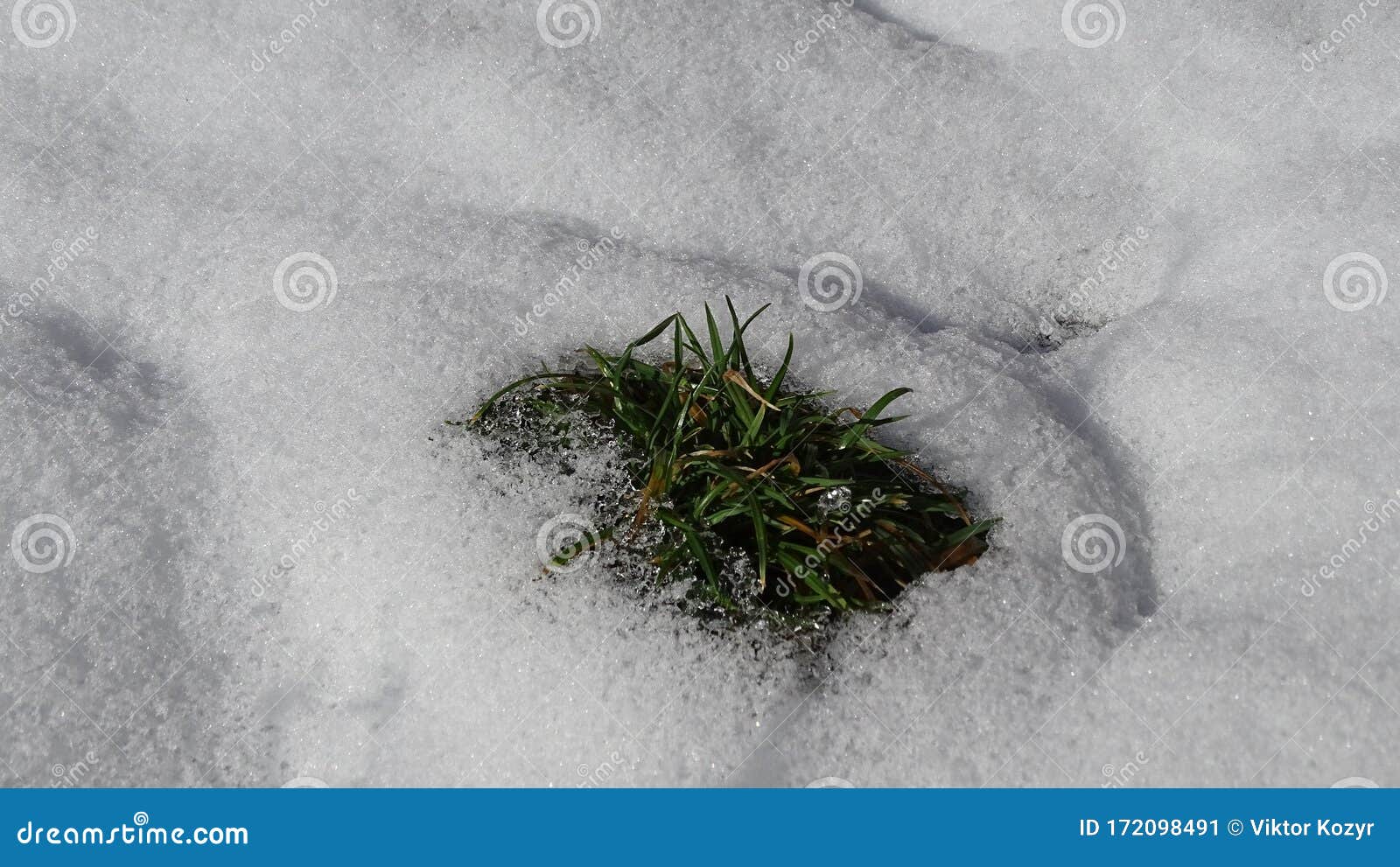 A Small Islet of Green Grass in a Snowy Thaw. Spring Stock Image ...