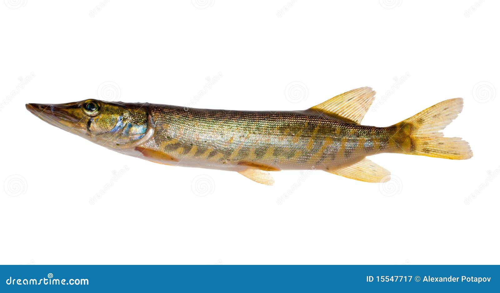 Isolated Pike, A Kind Of River Fish From The Side. Royalty-Free Stock ...