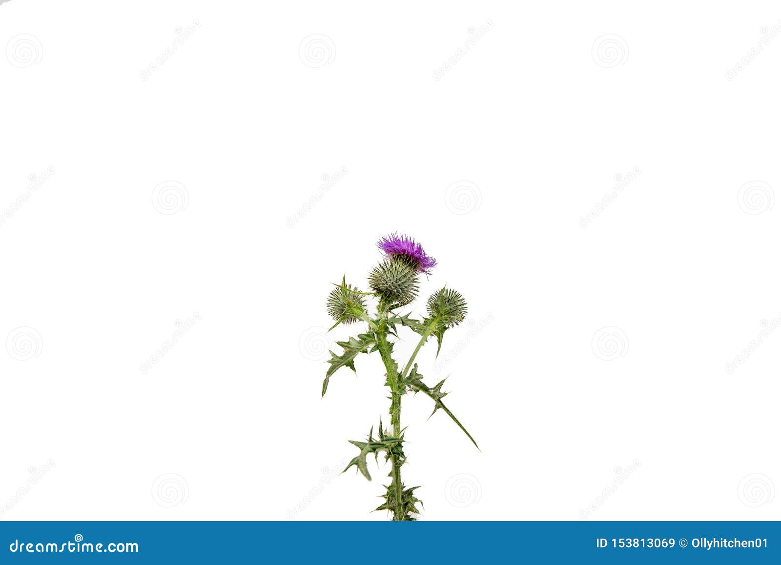A Small Isolated Thistle with Stem and Leaves Weighted To the Centre of ...