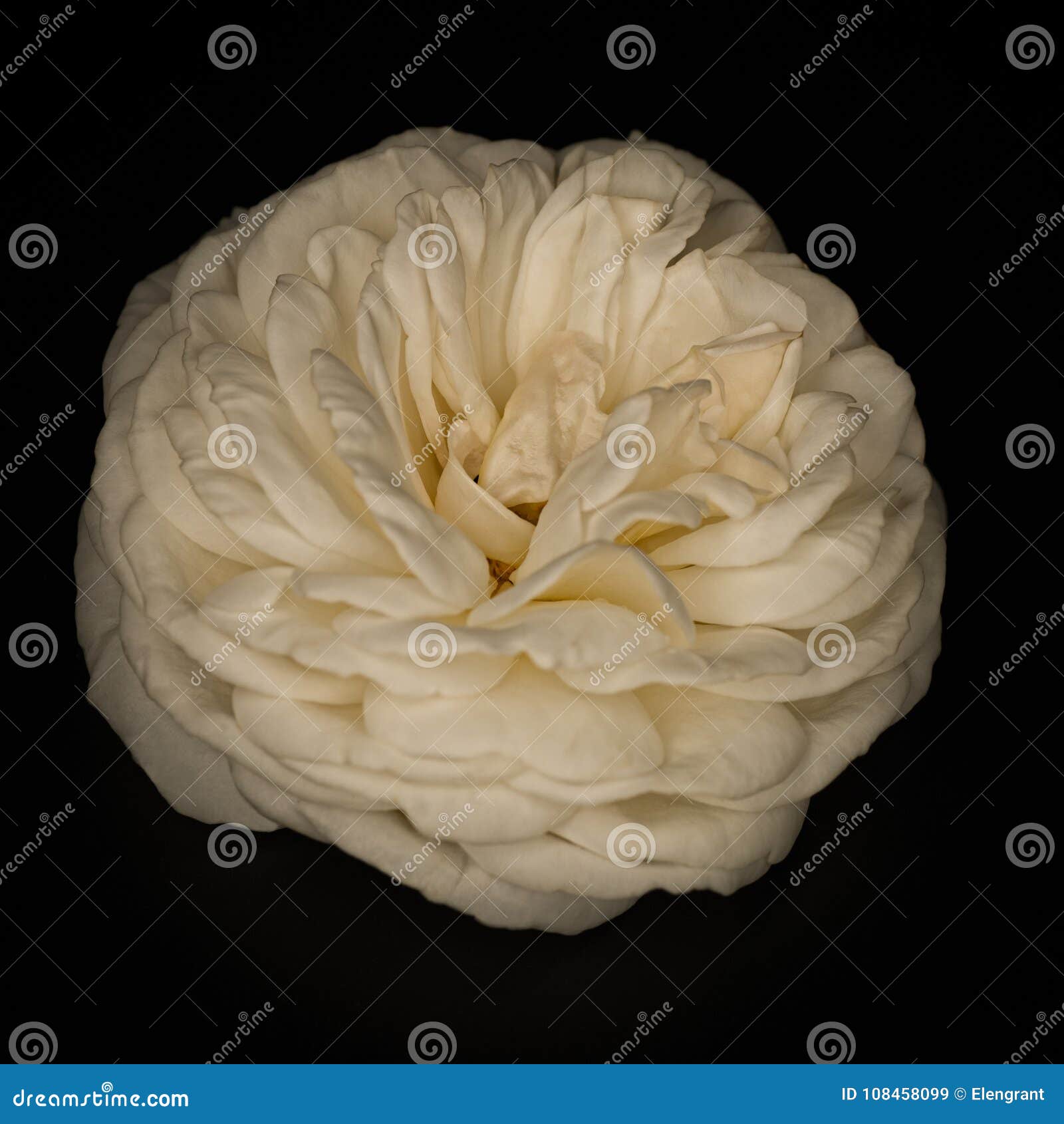 Ivory Rose Flower Isolated on the Black Background Stock Image - Image ...