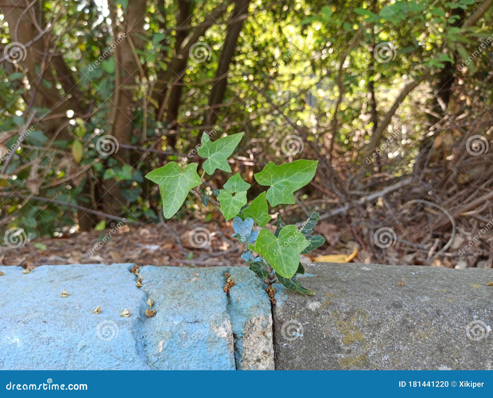 Small Ivy Growing on Sidewalk in Spring Stock Photo - Image of small ...