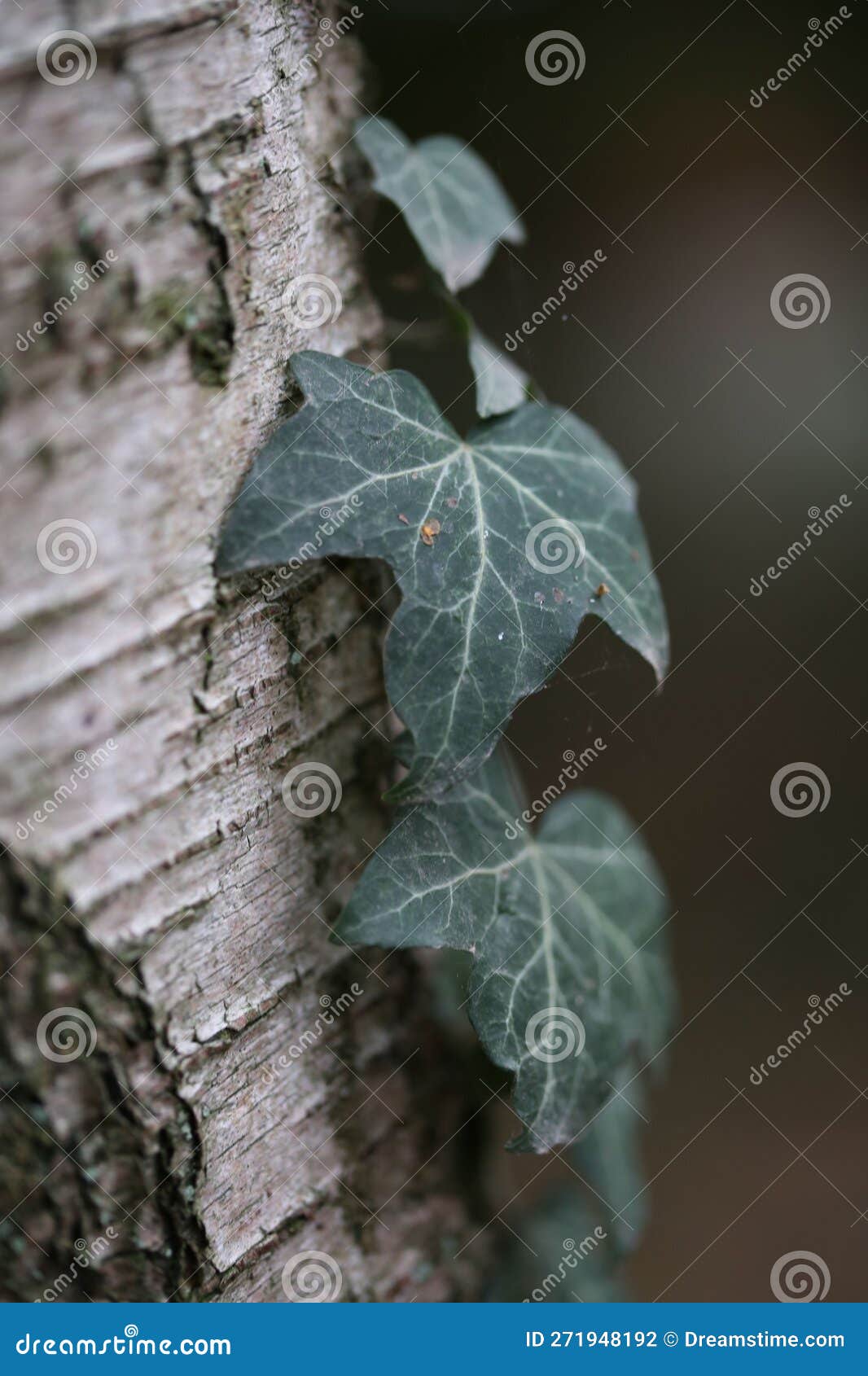 Small Ivy Leaves Emerging from the Bark of a Tree Stock Photo - Image ...