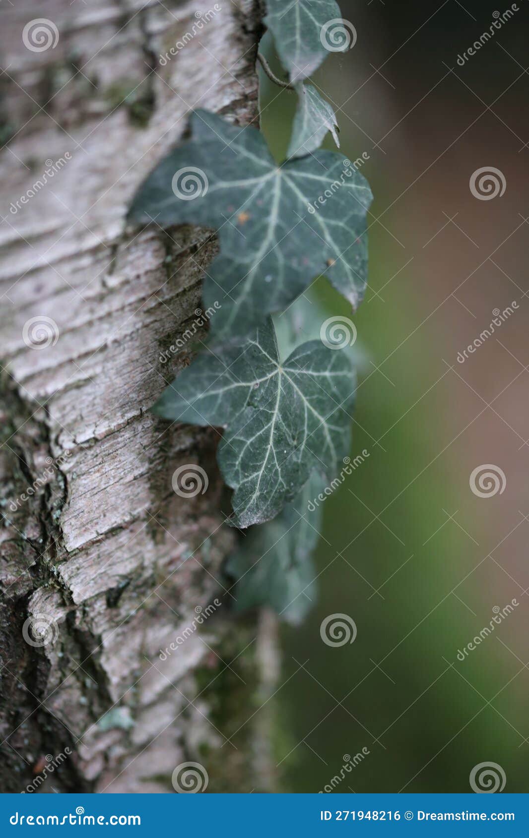 Small Ivy Leaves Emerging from the Bark of a Tree Stock Photo - Image ...