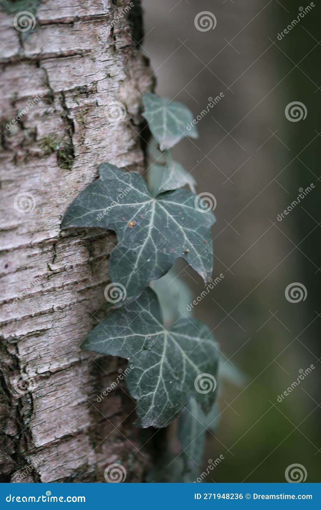 Small Ivy Leaves Emerging from the Bark of a Tree Stock Photo - Image ...