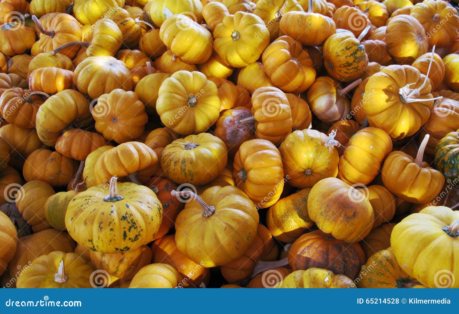 Small Jack Be Little Pumpkins Stock Photo - Image of yield, pumpkins ...
