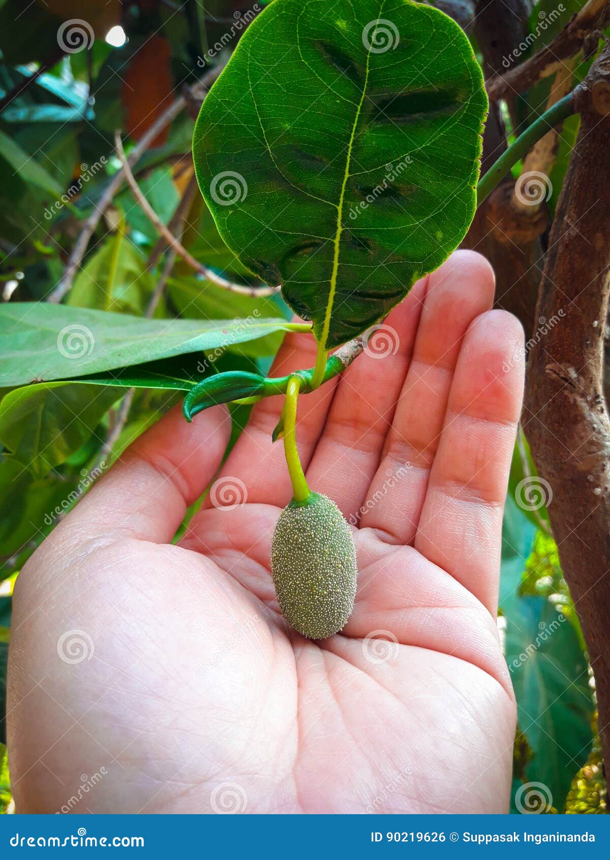 Small Jackfruit in hand. stock photo. Image of hand, life - 90219626