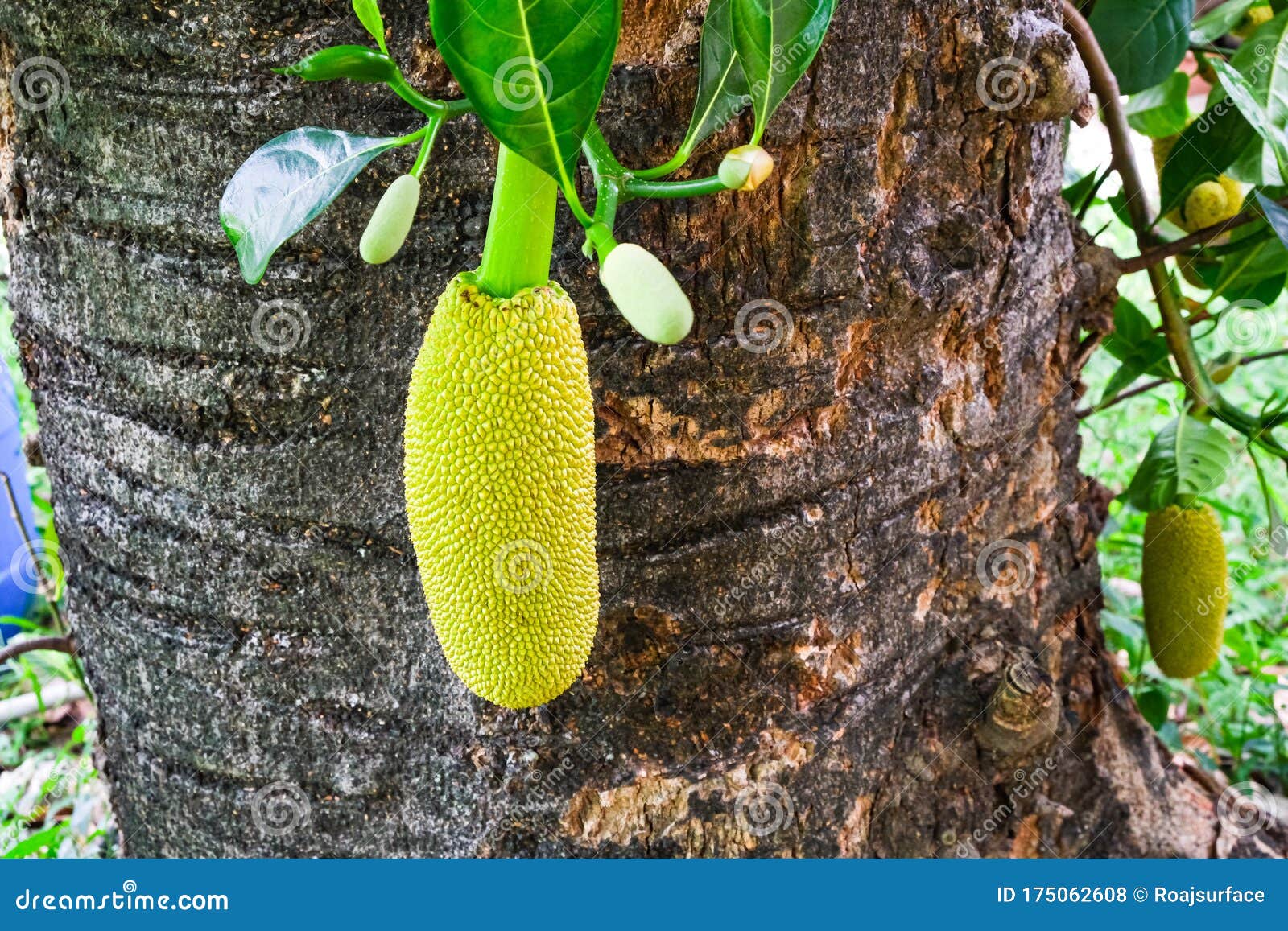 Small Green Grunge Jackfruit Hanging on Big Tree in Garden. Oval Shape ...