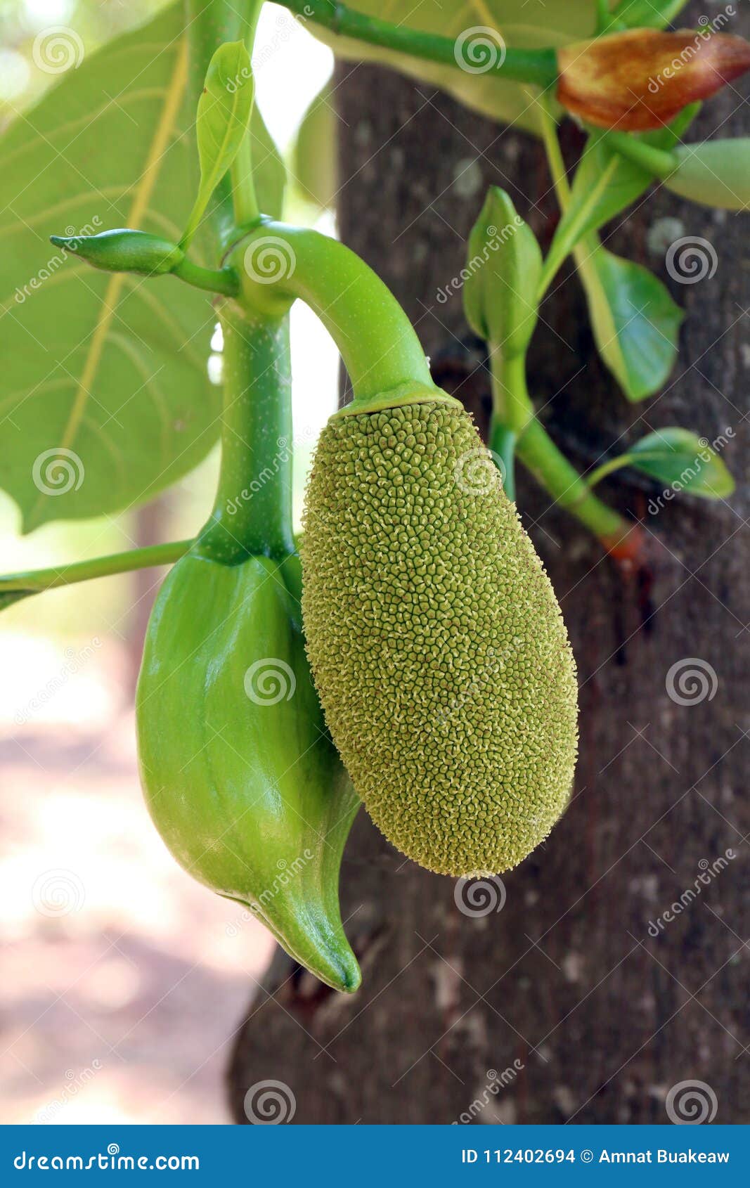 Small Jackfruit on Jackfruit Tree, Jackfruit Nature Stock Photo - Image ...