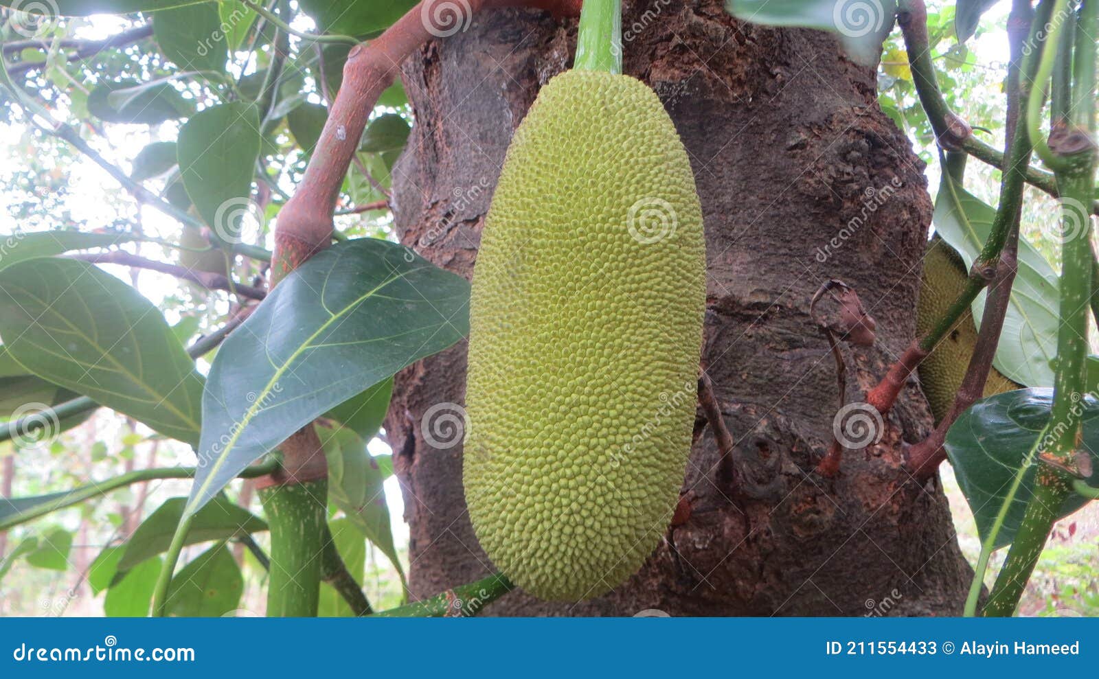 Small Jackfruit in Jackfruit Tree Stock Image - Image of fresh ...
