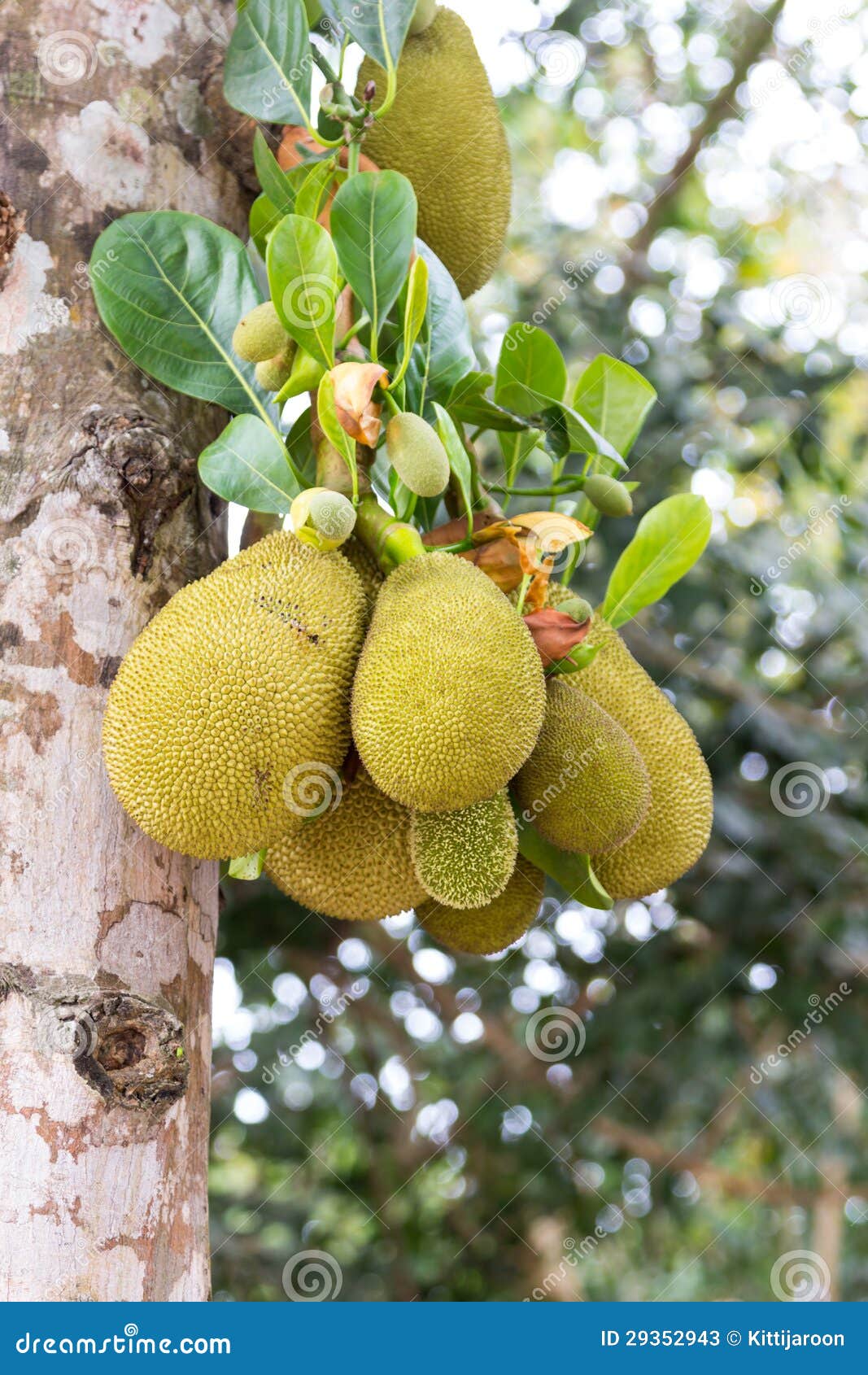 Small jackfruit on tree stock image. Image of delicious - 29352943
