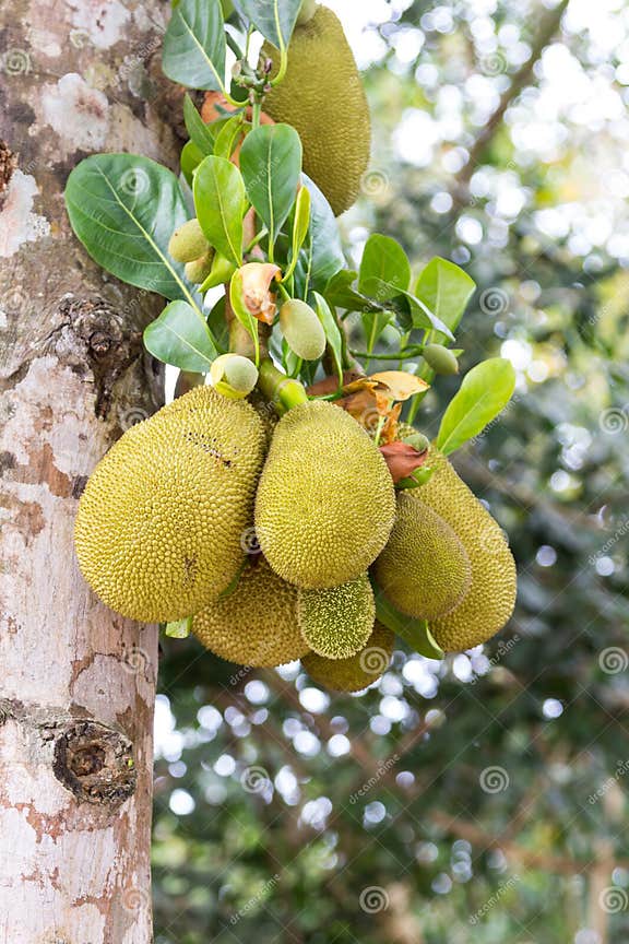 Small jackfruit on tree stock image. Image of delicious - 29352943