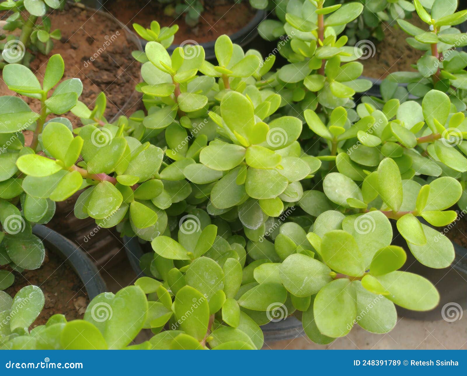 Small Jade plant stock image. Image of food, plant, blossom - 248391789