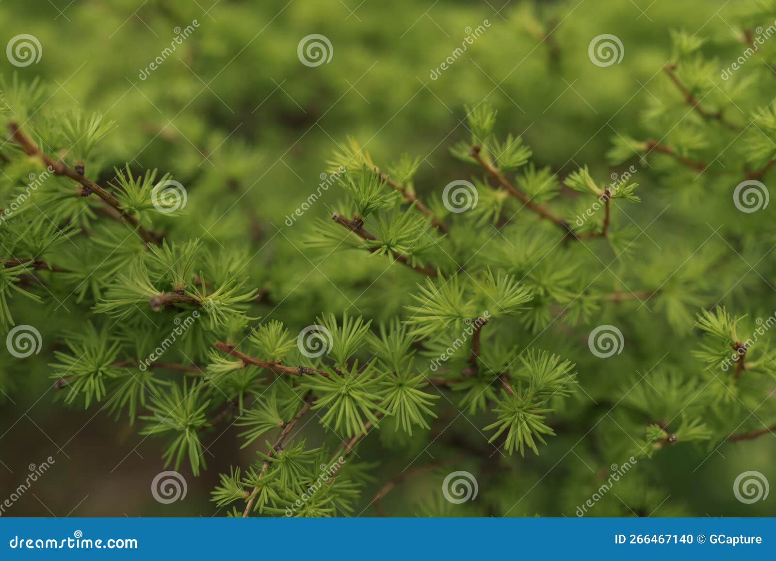 Small Japanese Larch Tree Close Up Stock Photo - Image of growth ...