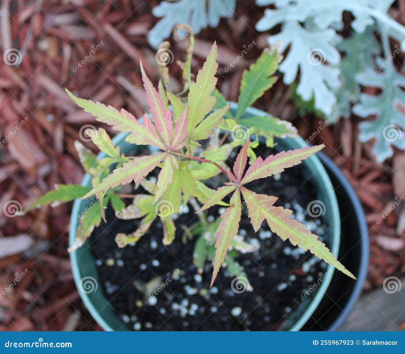 A Small Japanese Maple Tree with Green and Pink Leaves Stock Image ...