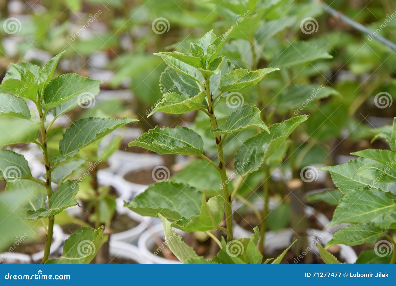 Small Japanese Poplar Seedlings. Stock Image - Image of green, tree ...