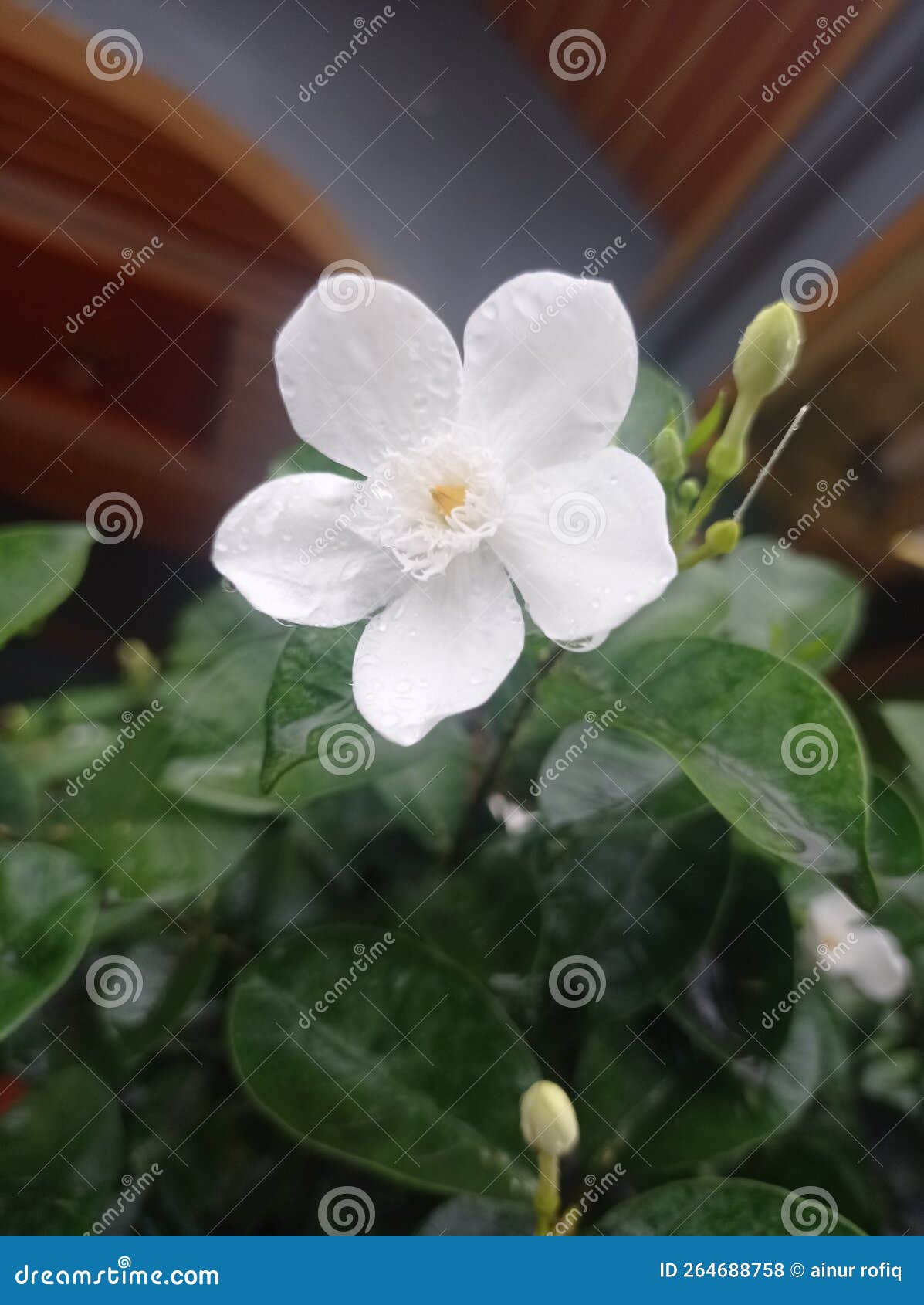 Small Jasmine Flowers after the Rain in the Afternoon Stock Photo ...