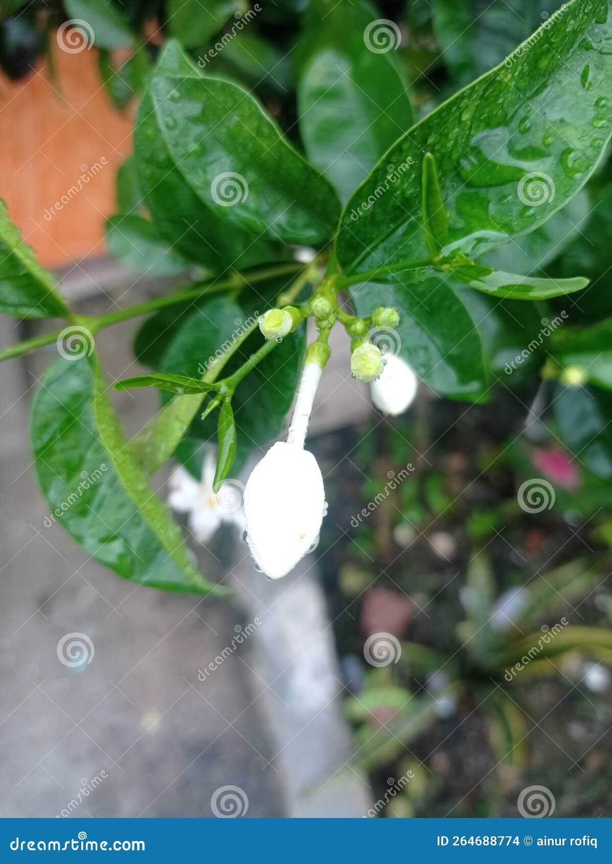 Small Jasmine Flowers after the Rain in the Afternoon Stock Photo ...