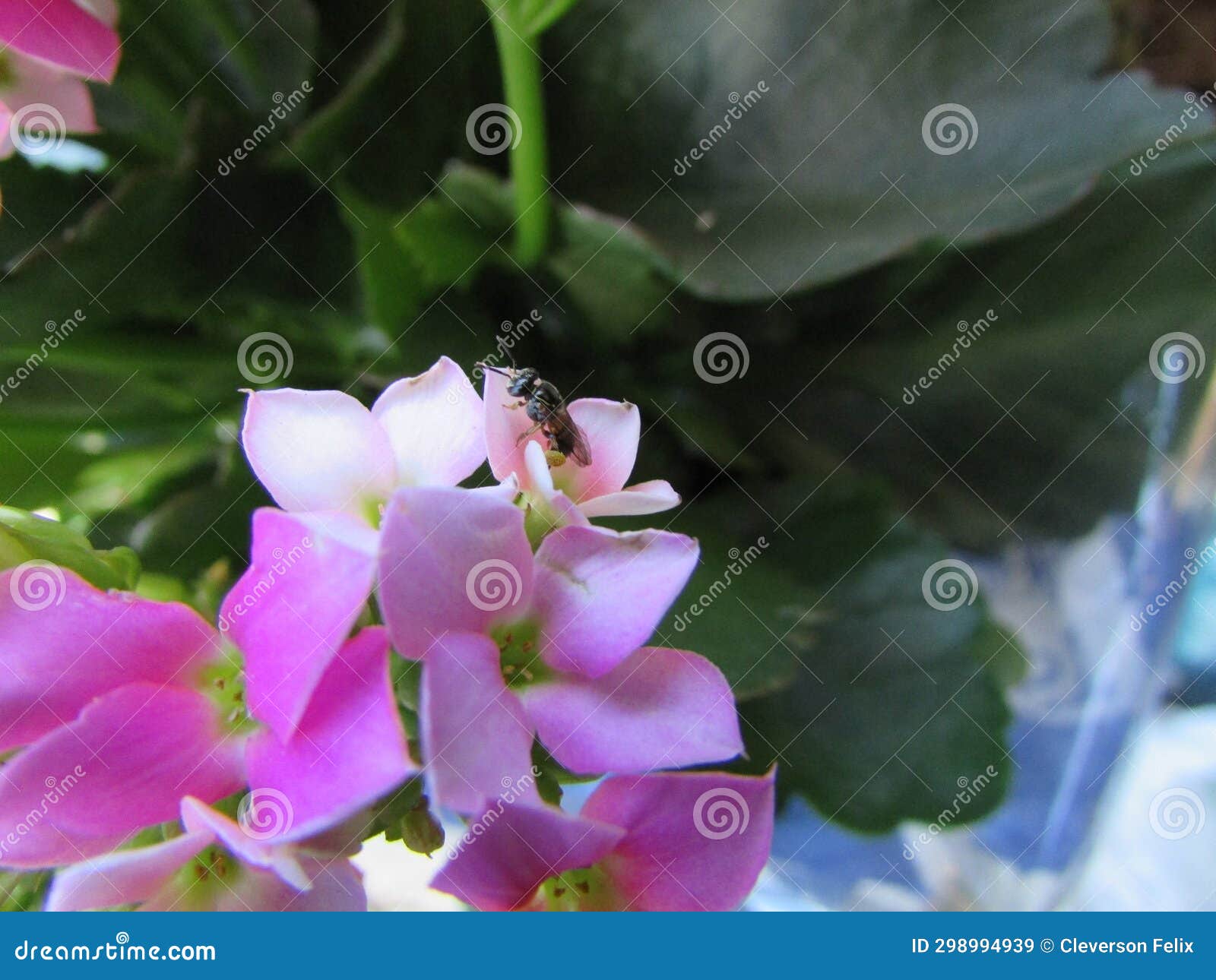 A Small JataÃ­ Bee Perched on a Flower Stock Image - Image of nature ...