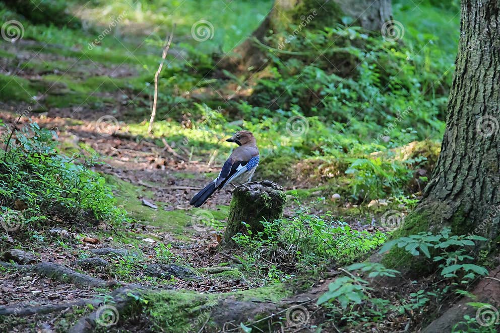 Small jay stock photo. Image of funny, bird, nature, beak - 94952760