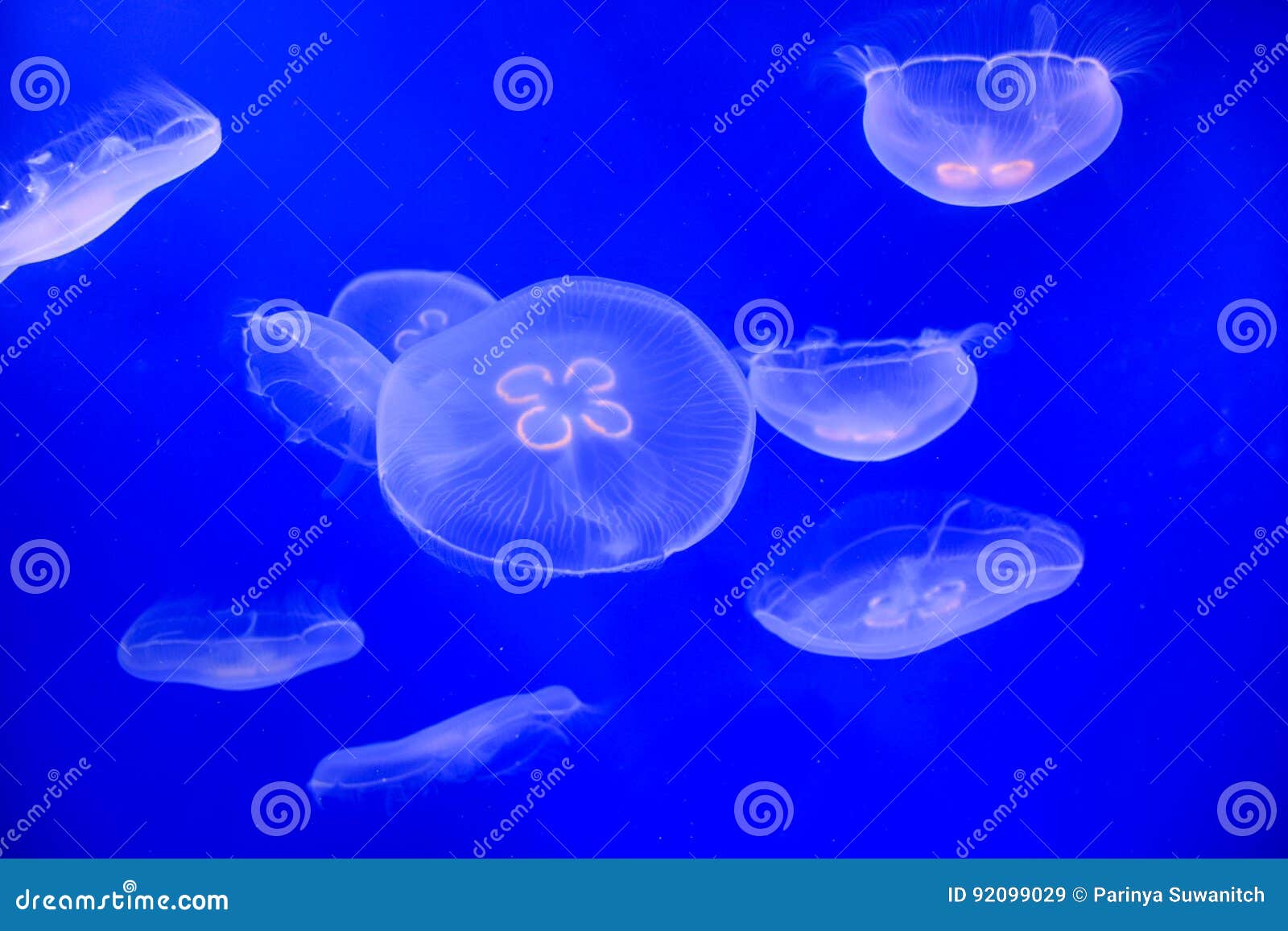 Small Jelly Fish in the Aquarium Stock Image - Image of tropical, light ...