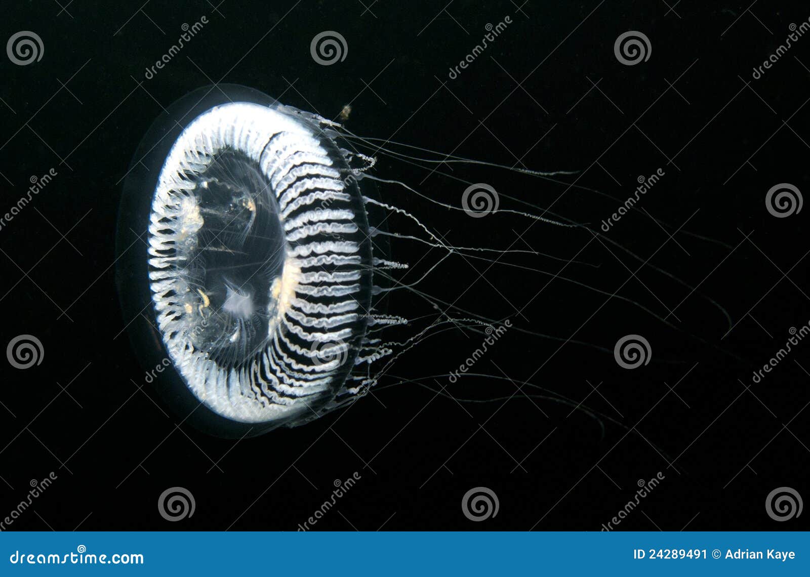 Small jellyfish stock image. Image of fish, glow, aquatic - 24289491