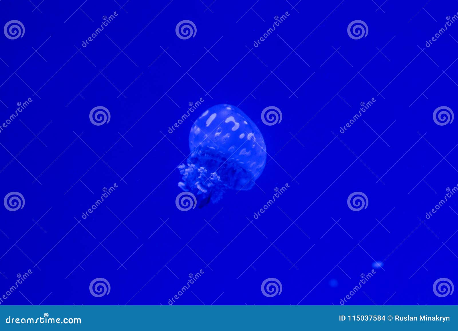 Small jellyfish stock photo. Image of amazing, diving - 115037584