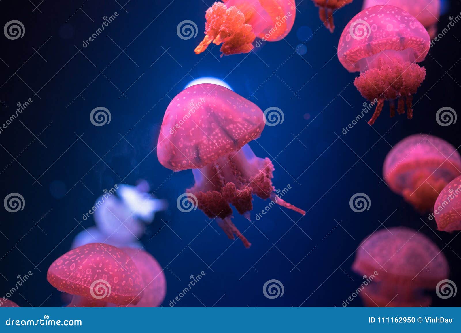 Small Jellyfishes Swimming in Aquarium. Sea Fish Stock Photo - Image of ... Small Jellyfishes Swimming in Aquarium. Sea Fish Stock Photo - Image of ...